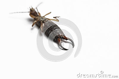 Bug On A White Background.Insect Isolated On A White Background Royalty ...