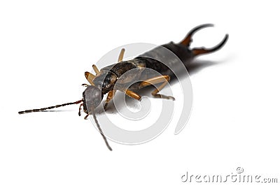 Bug On A White Background.Insect Isolated On A White Background Stock ...