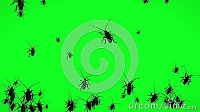 Bugs on Green Screen Animated Silhouette Stock Footage - Video of ...