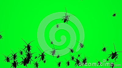 Bugs on Green Screen Animated Silhouette Stock Footage - Video of ...