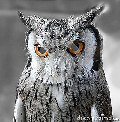 Buho Blanco Y Negro Imagen de archivo libre de regalías - Imagen: 3192676