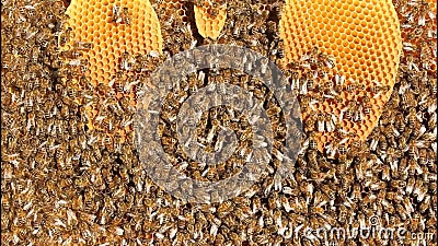 Building instinct bees. stock footage. Video of beekeeping - 57711188