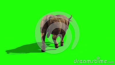 Bull Dark Hair Walkcycle Back Green Screen 3D Rendering Loop Stock ...