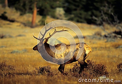 Bull Elk Running Across Meadow Royalty Free Stock Images - Image: 14342079