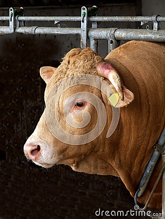 Bull-neck Royalty Free Stock Photo - Image: 15713645