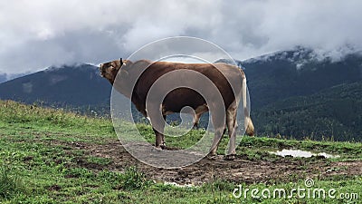 Bull on a Pasture in the Mountains. Roaring Bull Stock Footage - Video ...