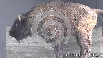 Bull pee and eat in zoo stock video. Video of green - 193982741