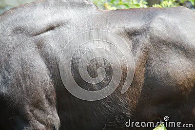Bull Skin Texture Stock Photography | CartoonDealer.com #111472460