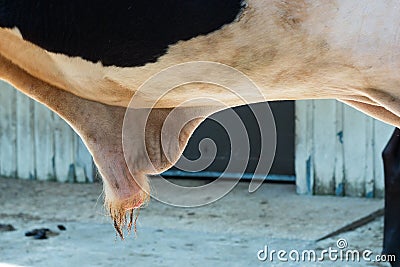 Bull Testicles Stock Photo - Image: 67653998