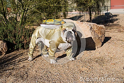 Bulldog Posed As A Desert Tortoise By A Rock Stock Photo - Image: 35995120