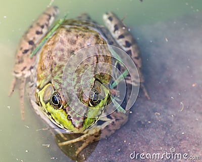 Bullfrog Sitting In The Water In A Swamp. Stock Photo - Image: 76420204