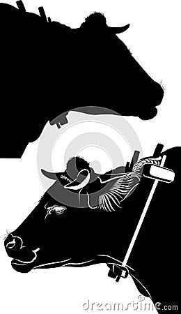 Bullock. Bull. Black Cow Isolated On White Background. Vector ...