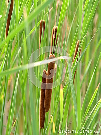 Bulrushes Royalty Free Stock Photos - Image: 191298