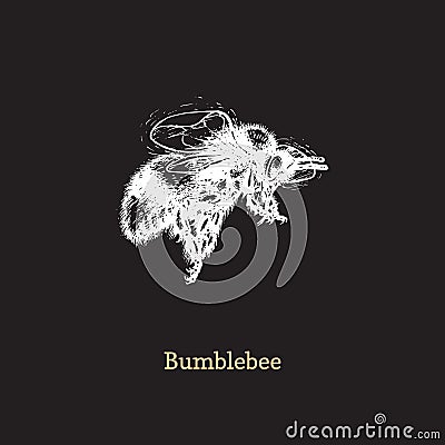 Bumblebee In Flight, Vector Illustration On Black Background. Hand ...