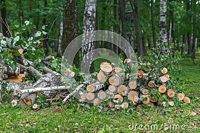 A Bunch Of Birch Chocks. Timber Cutting. Firewood Stock Photography ...