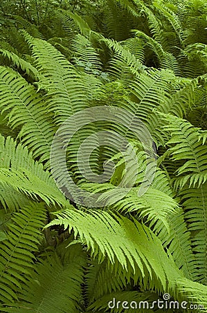 Bunch Of Ferns Stock Photo | CartoonDealer.com #2220924