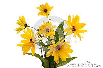 Bunch Of Flowers Stock Photography - Image: 6509072