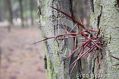 A Bunch Of Thorns On The Bark Of An Acacia Tree Stock Photo ...