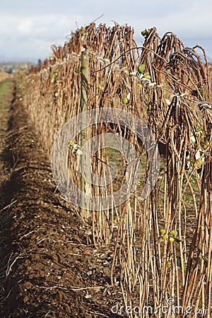 Bundled Raspberry Vines Royalty Free Stock Photo - Image: 28060945