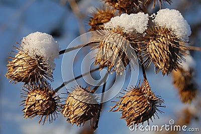 725 Burr Weed Photos - Free & Royalty-Free Stock Photos from Dreamstime