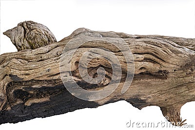 Burn Marks And Blisters Caused By A Lightning Strike Of A Juniper Tree ...