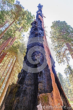 Burn Scars On A Giant Sequoia Tree Royalty-Free Stock Photography ...
