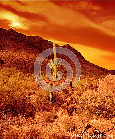 Burning Desert Royalty Free Stock Photo - Image: 5723895