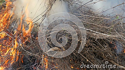 Burning Dry Grass or Hay that is Smoking. the Problem of Fires and ...