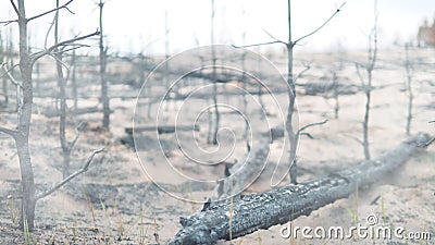 Burnt-out Trees and Bushes after the Fire Stock Footage - Video of ...