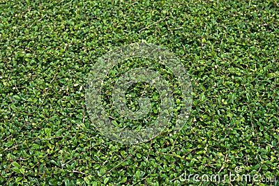 Bush Background Royalty Free Stock Image - Image: 15688606