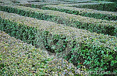 Bush Labyrinth Royalty-Free Stock Photography | CartoonDealer.com #7247135