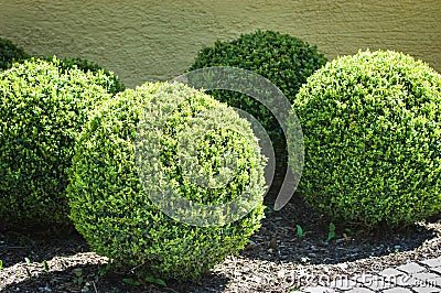 Bushes Stock Photos - Image: 28048983