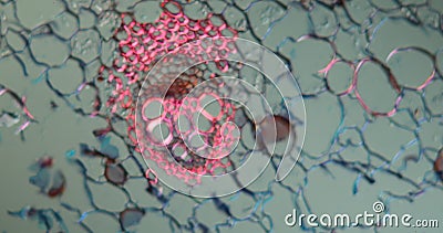 Buttercup Stem in Cross Section Stock Footage - Video of flower ...