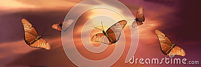 Butterflies At Sunset Royalty Free Stock Images - Image: 1120929