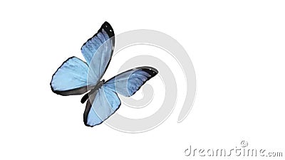 Butterfly animation. Loop stock footage. Video of cute - 129426362