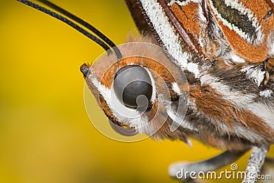 Butterfly Head Royalty Free Stock Photos - Image: 3816908