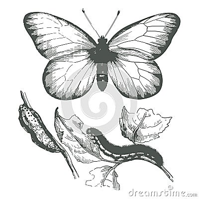 Common Brimstone Butterfly Illustration, Drawing, Engraving, Ink, Line ...