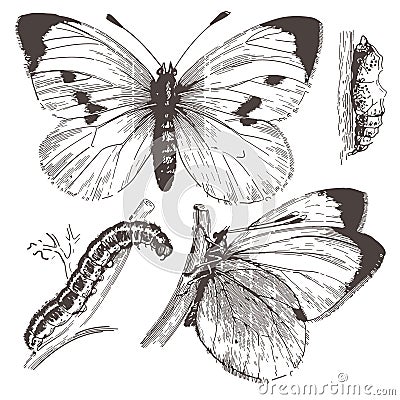 Butterfly Ink Drawing.Vector Royalty Free Stock Images - Image: 23952599