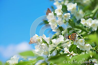 Butterfly On Jasmine Stock Photo | CartoonDealer.com #86445420
