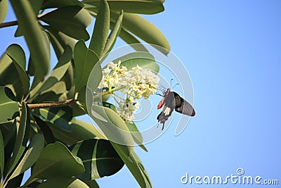 Butterfly On Pollen Of Tree Royalty-Free Stock Image | CartoonDealer ...