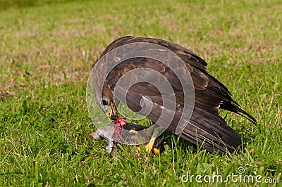 Buzzard Eating Prey Royalty Free Stock Photo - Image: 16153775