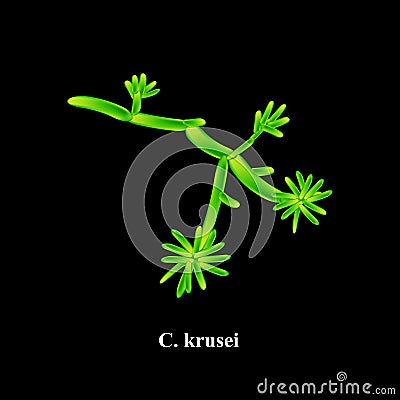C. Krusei Candida. Pathogenic Yeast-like Fungi Of The Candida Type ...