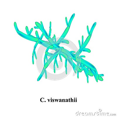 C. Viswanathii Candida. Pathogenic Yeast-like Fungi Of The Candida Type ...