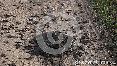 Mucchio Della Mucca Cacato Sulla Natura Stock Footage - Video di ...