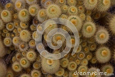 Cacti With Radial Spines In A Desert Stock Photography | CartoonDealer ...