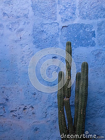 Cactus With Blue Background Stock Photo | CartoonDealer.com #77591364