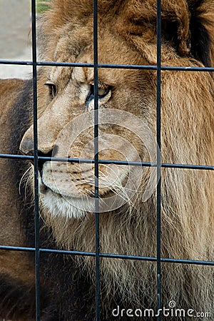 Caged Sad Lion Stock Photography - Image: 24180962