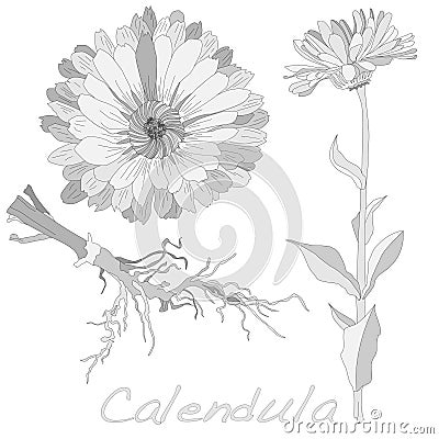 Calendula Vector Illustration Stock Vector - Illustration of herb ...