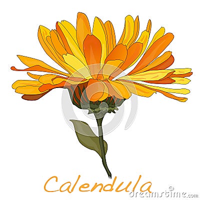 Calendula Vector Illustration Stock Vector - Illustration of herb ...