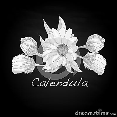 Calendula Vector Illustration Stock Vector - Illustration of herb ...